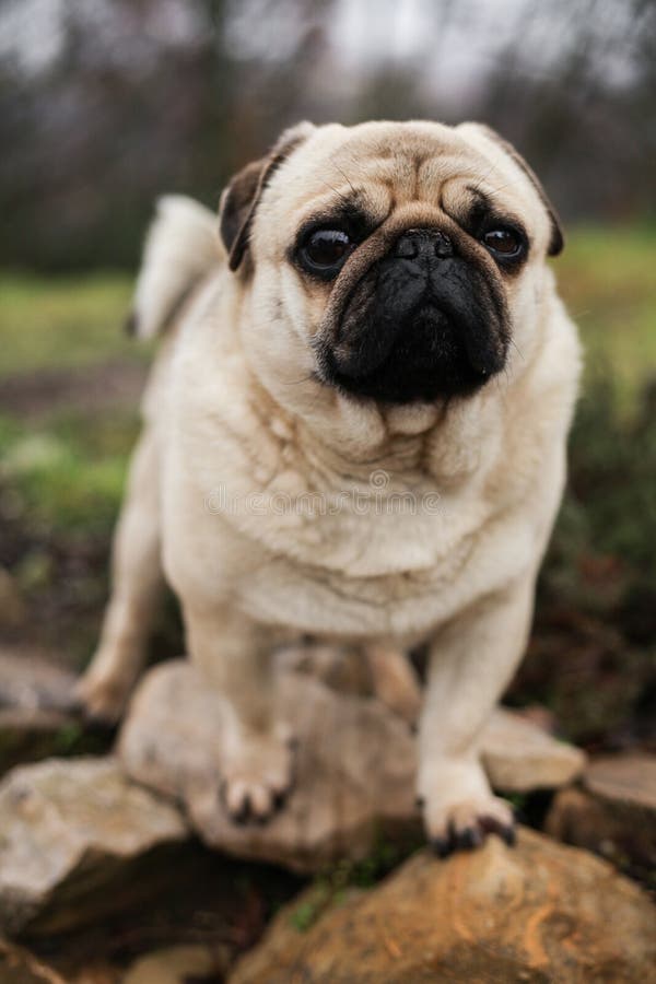 Chinese pug dog stock image. Image of mops, familiar - 54032845
