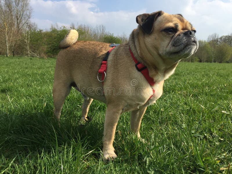 Pug Dog Stood on Grassy Field Side View Stock Photo - Image of looking ...