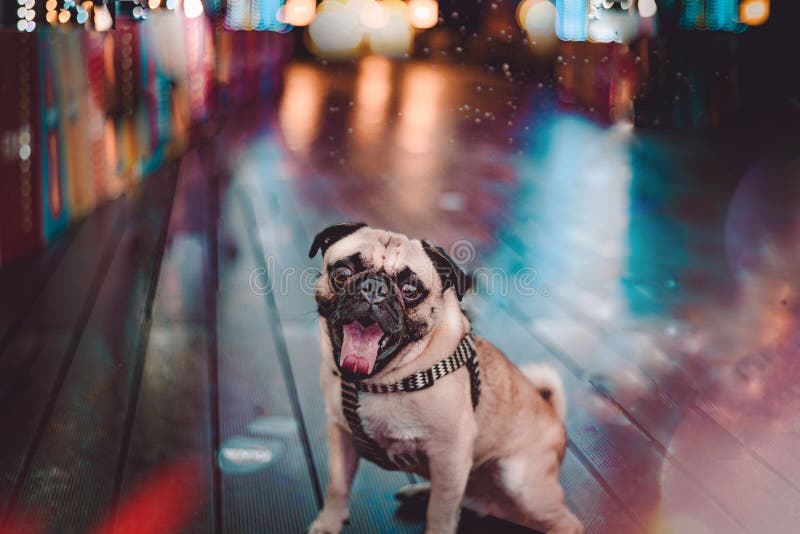Pug Dog in the Street at Night Stock Photo - Image of breed, cute ...