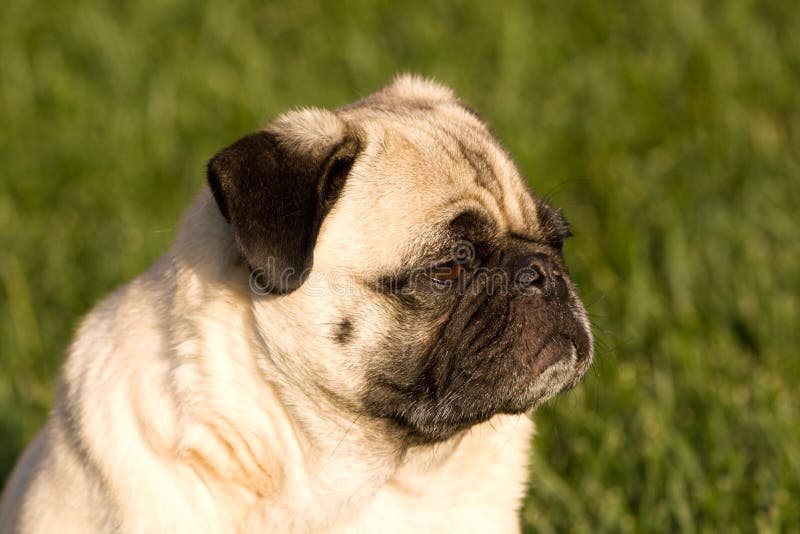 Pug dog in the sun stock photo. Image of eyes, domestic - 5722780