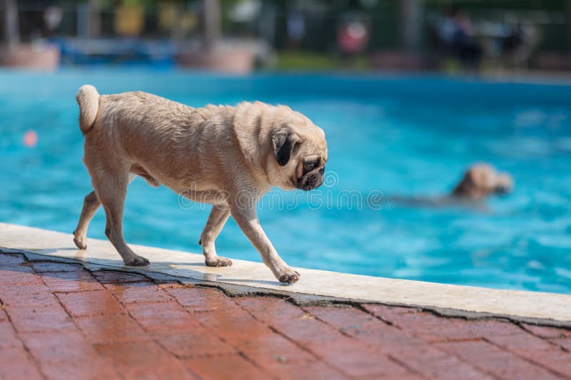 Pug dog walks by the pool stock image. Image of swimming - 262780647