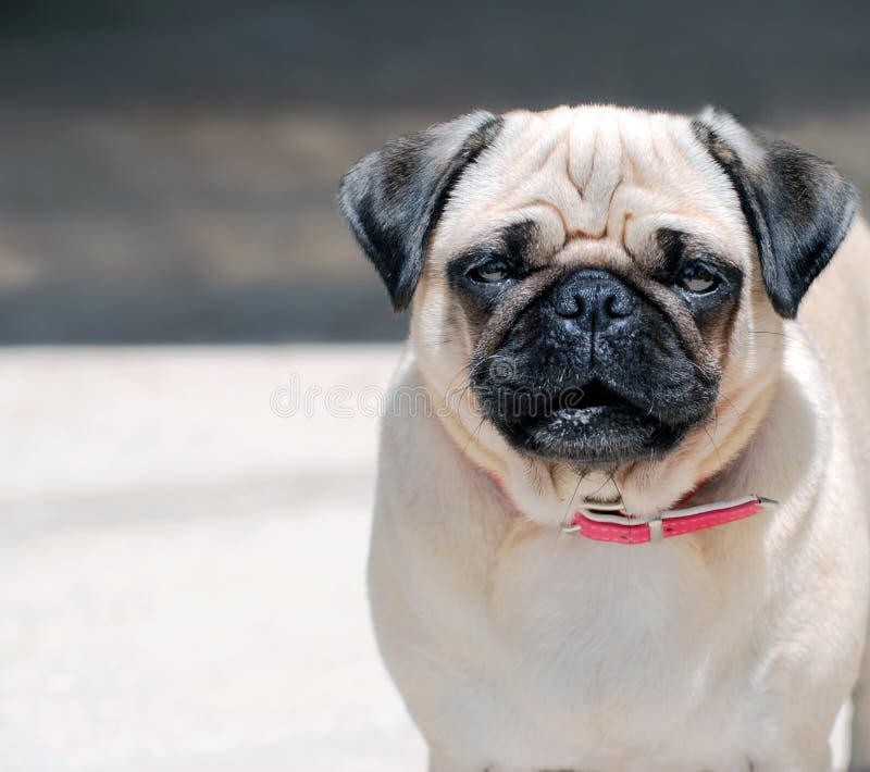 Cute Pug Puppy in Bucket stock image. Image of animal - 24713437