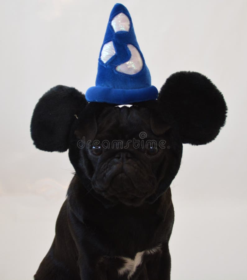 Pug dog wearing mouse ears stock image. Image of thoughtful - 90735541