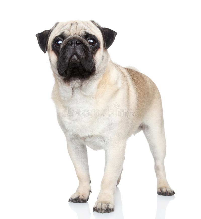 Rear View of a Pug Isolated on White Stock Photo - Image of animal ...