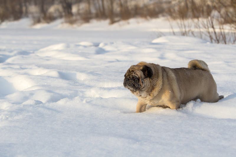 Pug dog on white snow stock photo. Image of outdoors - 64805284