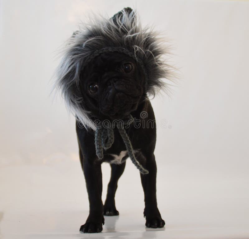 Pug dog in wolf hat stock image. Image of pink, blackpug - 90735525