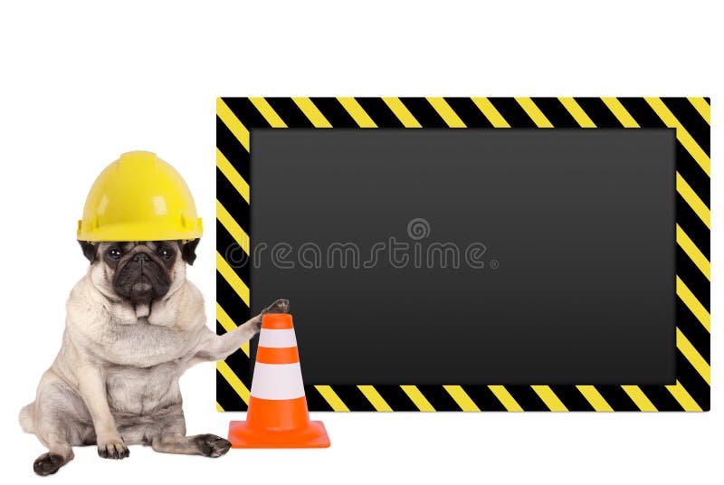 Pug Dog with Yellow Constructor Worker Safety Helmet and Cone, Plus ... Pug Dog with Yellow Constructor Worker Safety Helmet and Cone, Plus ...