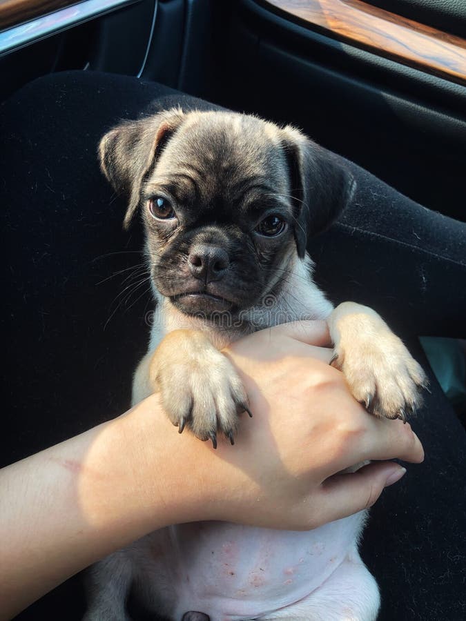 Pug stock photo. Image of puppy, cute, doggy - 218985852