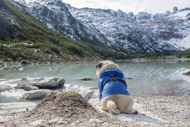 Pet Pug Sitting on His Back Facing the Lagoon. Stock Image - Image of ...