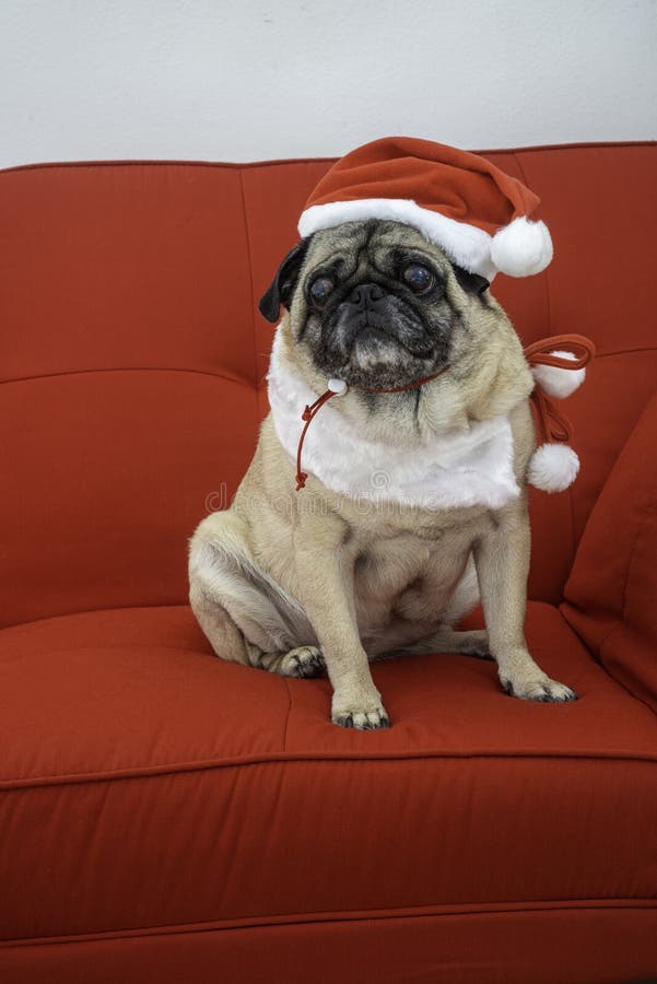 Cute Pug Sitting on Couch stock photo. Image of breed - 193420648
