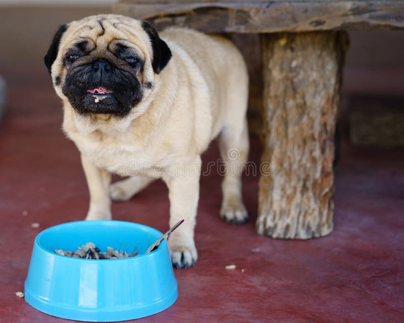 Pug with food. stock image. Image of outdoor, eating - 100206061