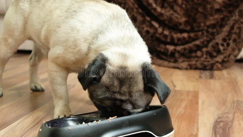 The Pug Eats Sausage, Solid Food, Bites and Chews Close-up. Delicacies ...