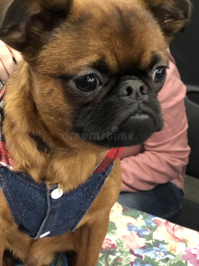 Dogs Scowling Stock Photos - Free & Royalty-Free Stock Photos from ...