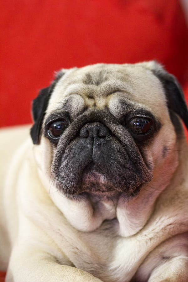 Pug face portrait stock photo. Image of beautiful, watching - 112727576
