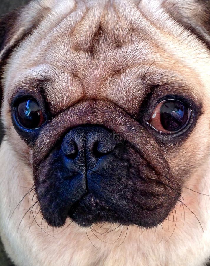 Pug foto de stock. Imagem de canino, assento, animal - 49512618