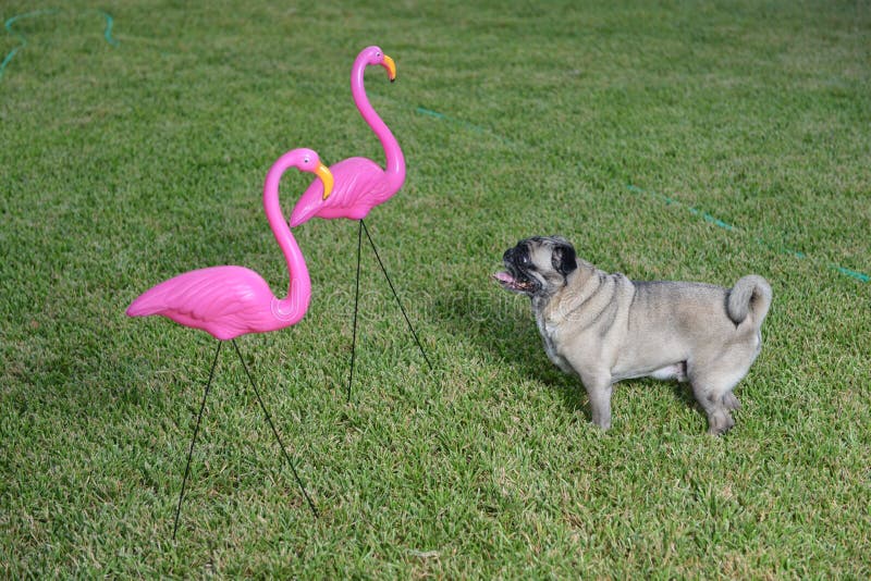 Chief Wakas totem pole stock photo. Image of chief, native - 11657214