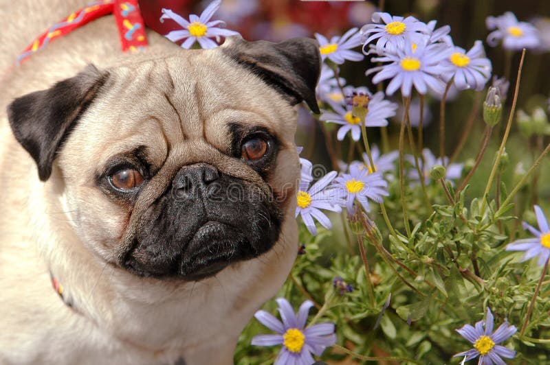 Pug in a flower field stock image. Image of purple, blue - 2305029