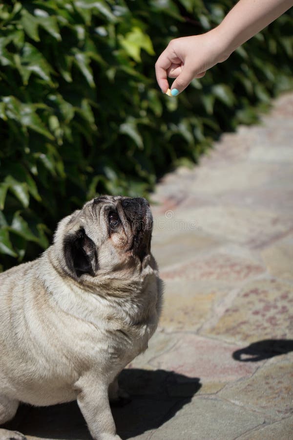 Pug with food. stock photo. Image of funny, doggy, food - 93579786