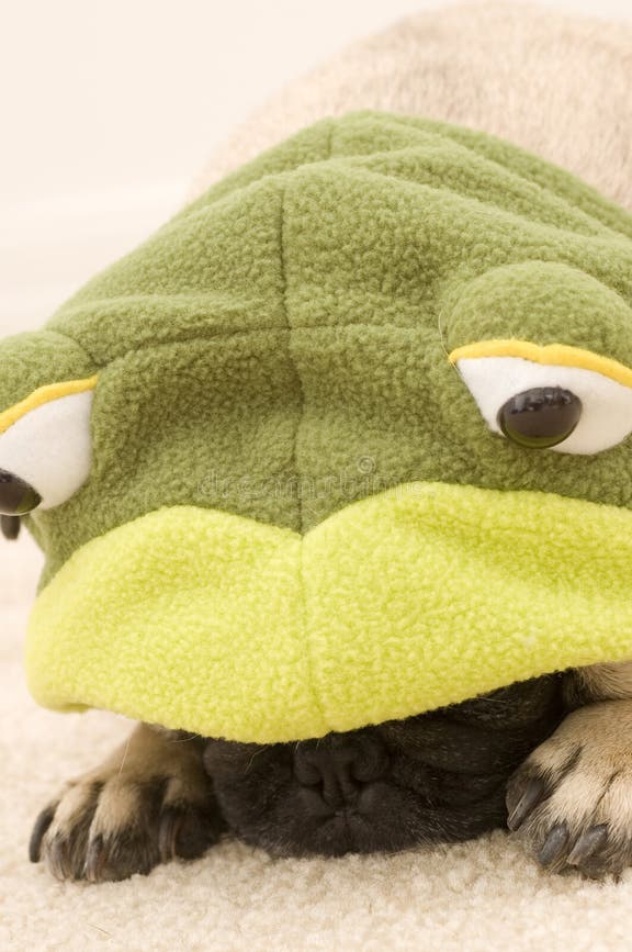 Pug in Frog Costume stock photo. Image of laying, expressive - 11113260