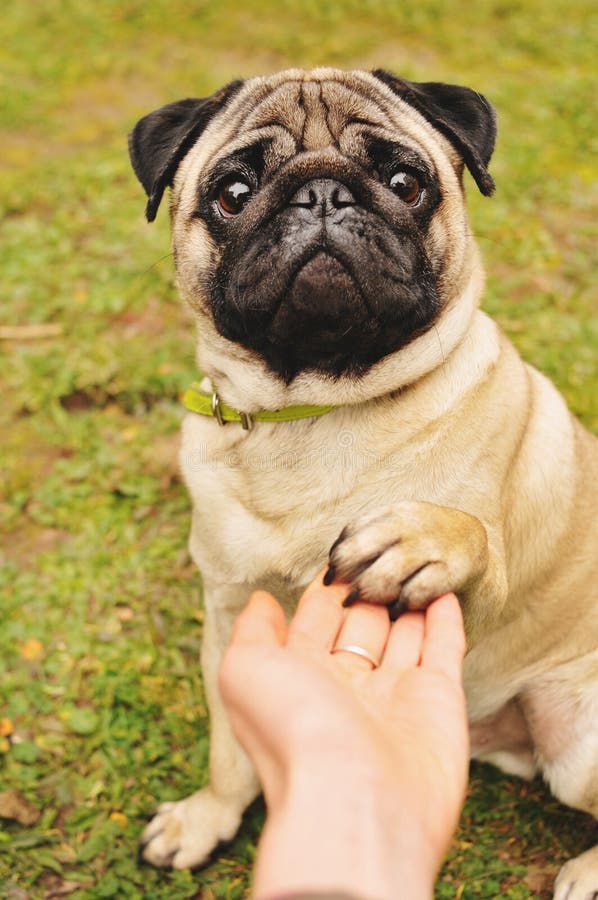 Pug giving paw stock photo. Image of domestic, high, canine - 69451824