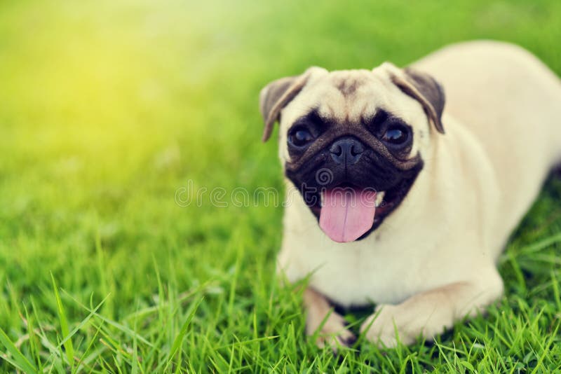 Pug gordo bonito foto de stock. Imagem de felicidade - 97239656