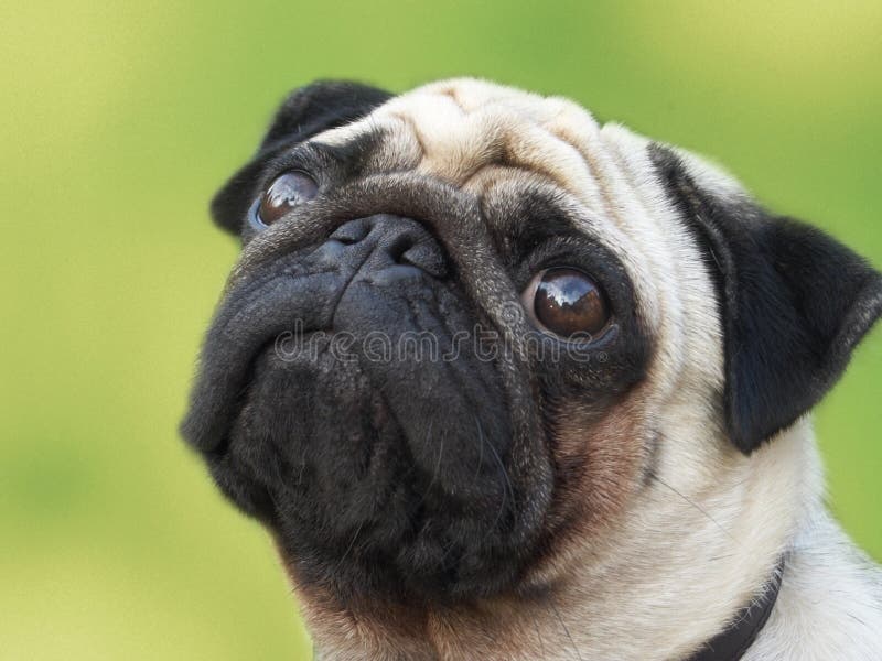 368 Ugly Pug Stock Photos - Free & Royalty-Free Stock Photos from ...