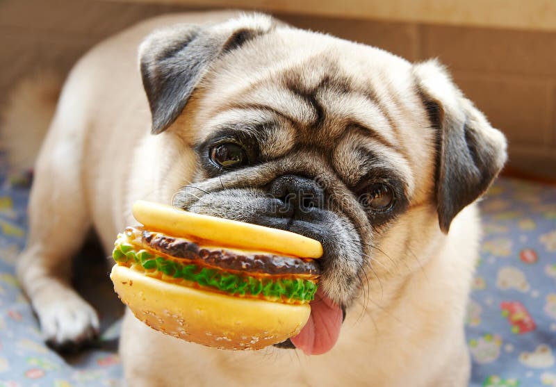 Pug and hamburger stock image. Image of animal, domestic - 3733123