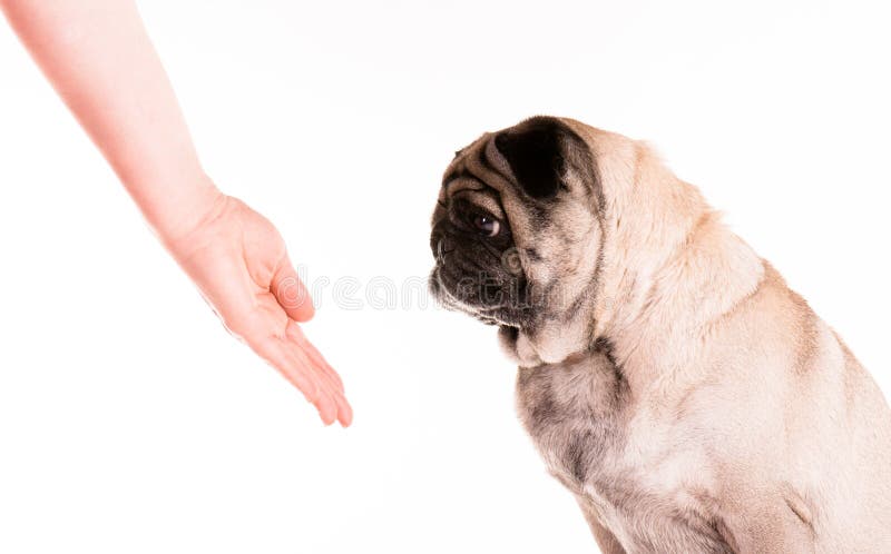 A pug with a hand 2 stock photo. Image of funny, hand - 27998186