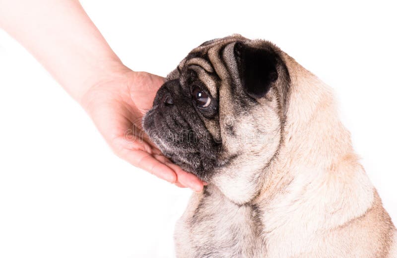 A pug with a hand stock photo. Image of white, touching - 27998158