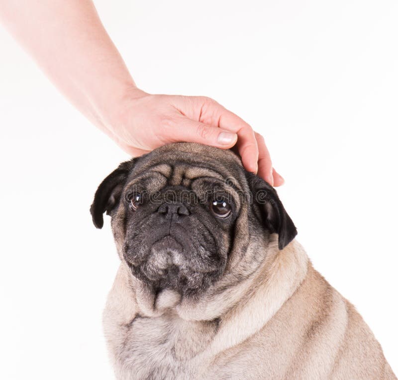 A pug with a hand stock photo. Image of snout, touching - 27998212