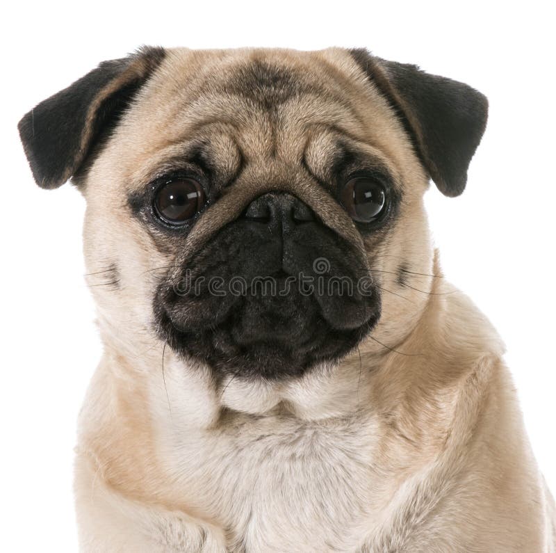 Pug head portrait stock photo. Image of face, doggy, closeup - 38791916