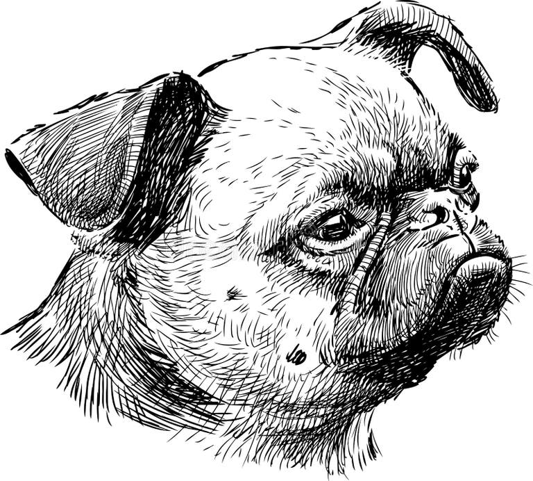 Pug head stock vector. Illustration of snout, domestic - 43130746