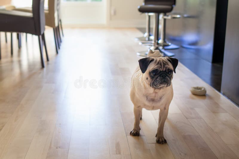 Pug at home stock image. Image of beautiful, mammal, indoor - 52484593