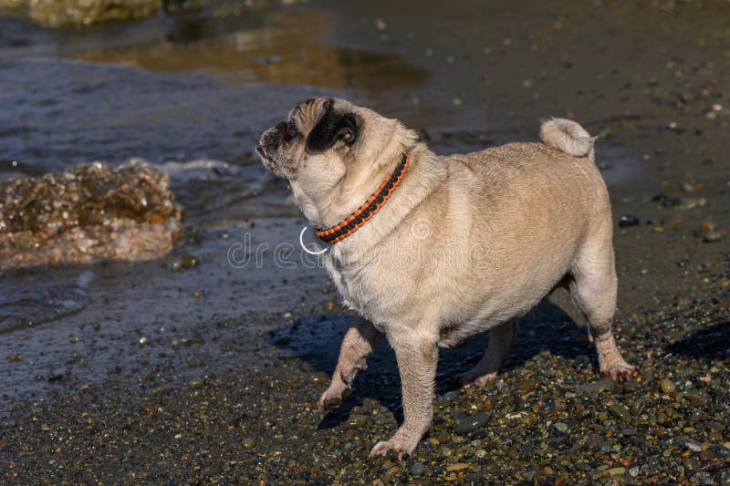 Pug Joyfully Exploring the Sandy Beach at Sunset, Embracing the Ocean ...
