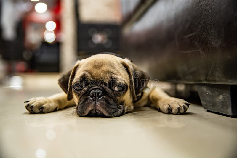 Pug Lay on Floor and Looking or Wait Someone Stock Photo - Image of ...