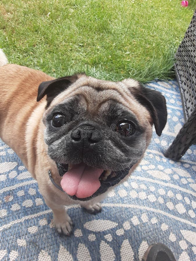 Pug life stock image. Image of terrier, whiskers, life - 197003485