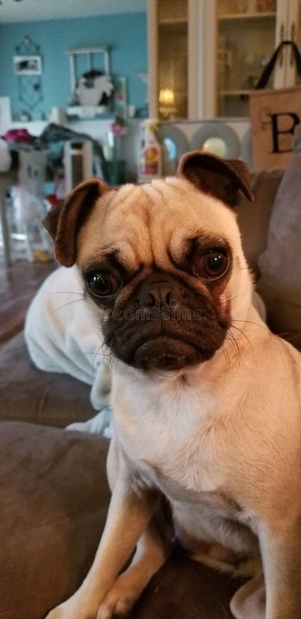 Pug life stock image. Image of life, dogs, home, puppy - 118380735