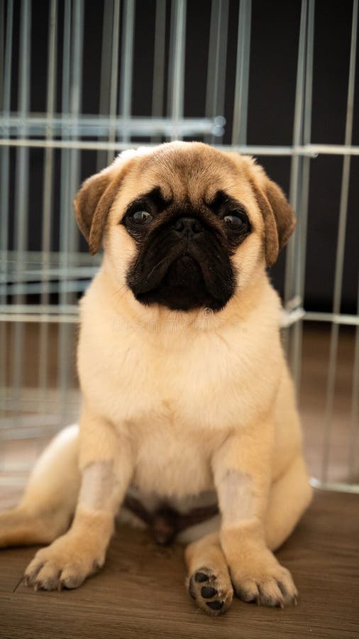 Pug with Light Brown Fur and Dark Muzzle Stock Photo - Image of loyal ...