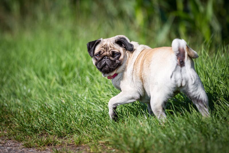 Pug looking backwards stock photo. Image of green, fashion - 43613536