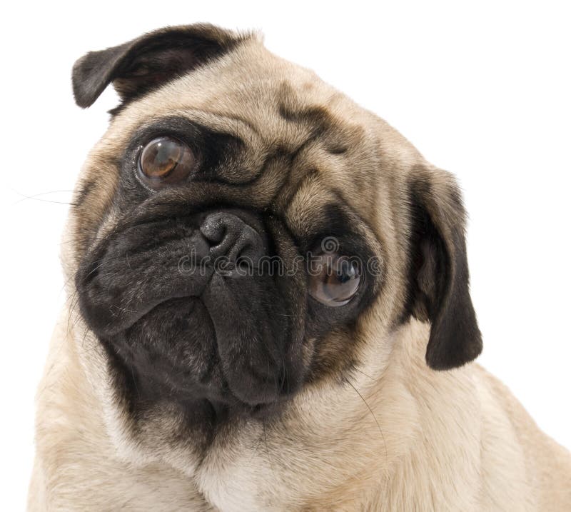 Pug Looking Cute stock photo. Image of worry, animal, cute - 4385910
