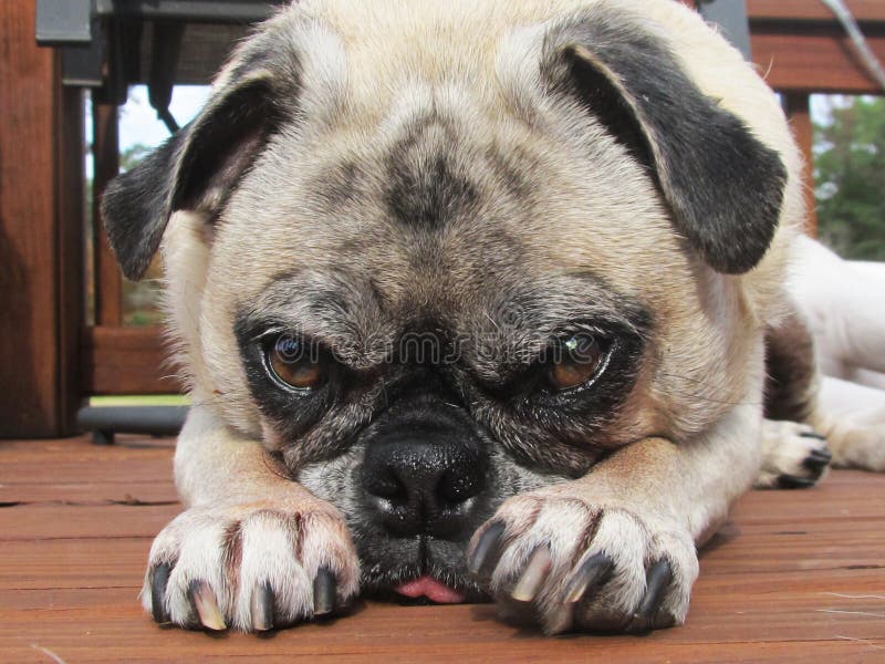 Pug Love stock photo. Image of mask, breed, companionship - 58140466