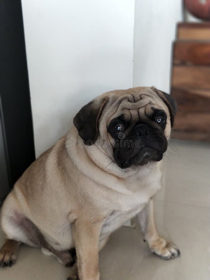 Sad puppy stock photo. Image of making, love, face, puppy - 106143494