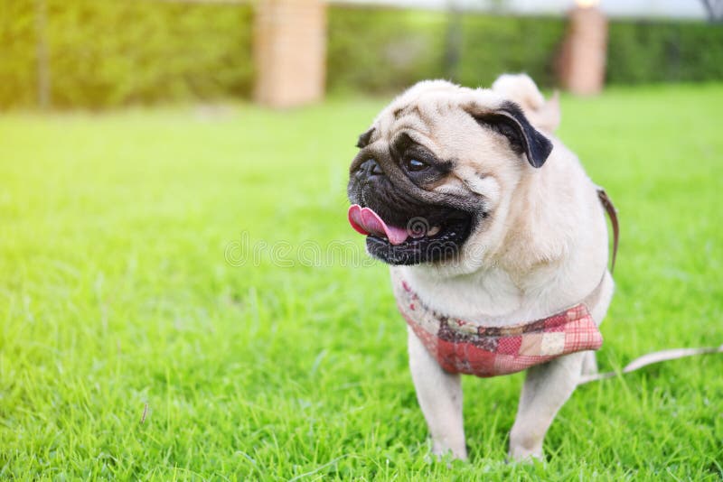 Pug marrom gordo bonito foto de stock. Imagem de amigo - 122924646