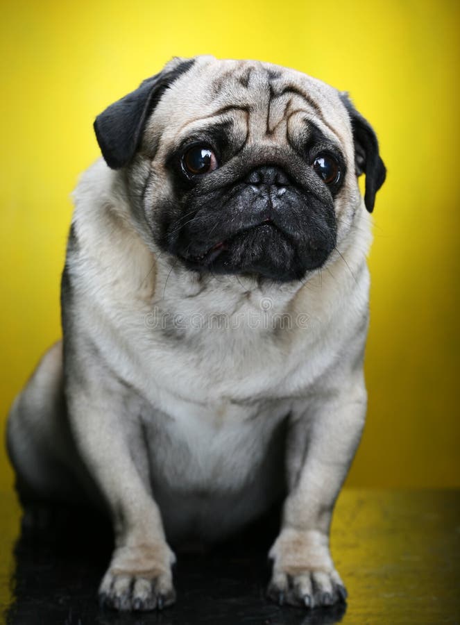 Pug masculino bonito imagem de stock. Imagem de curta - 17392639