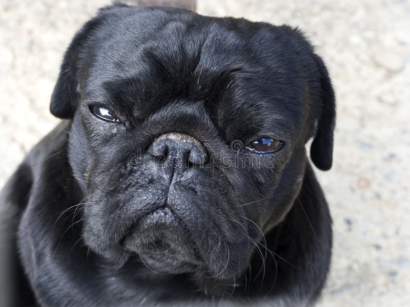 Pug masculino bonito preto imagem de stock. Imagem de galinha - 72026953