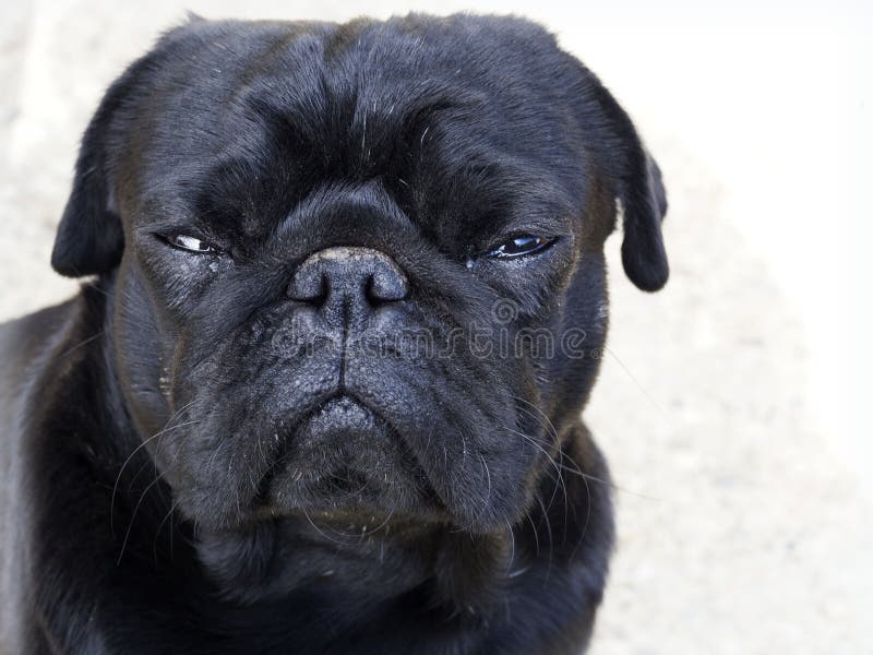 Pug masculino bonito preto foto de stock. Imagem de ombros - 72026974