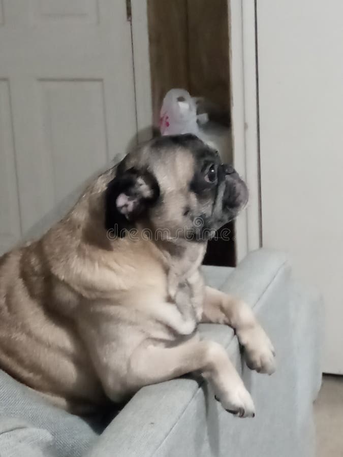 Pug money chill lindo foto de archivo. Imagen de dinero - 239711552