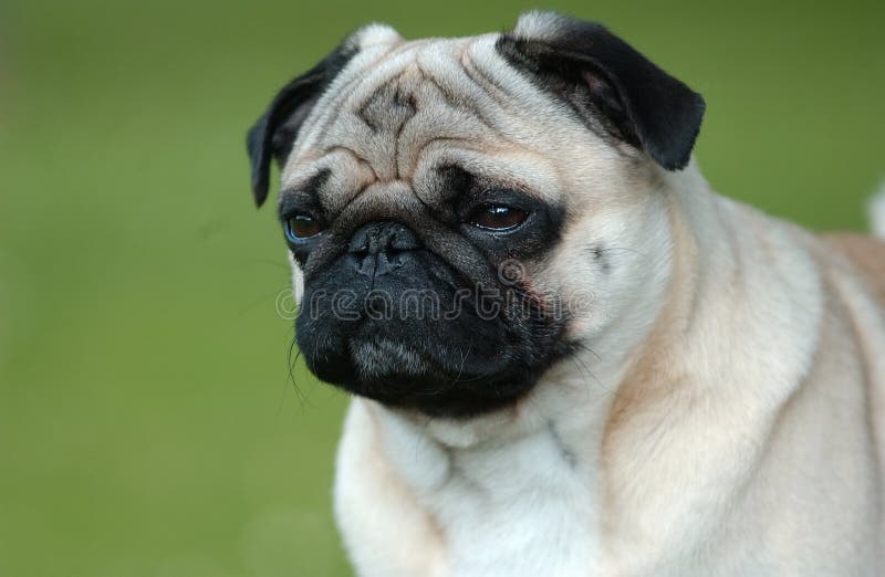 Pug - Mopps stockfoto. Bild von mopps, tiere, gesicht - 6065708
