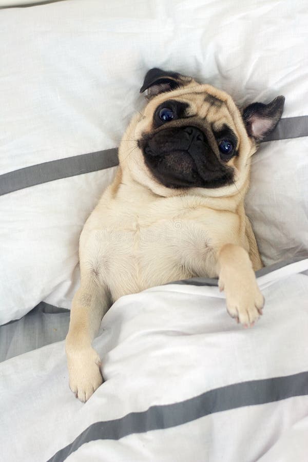 Pug and morning stock image. Image of perfect, nthree - 75354149