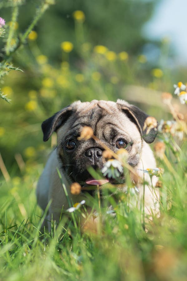 Pug Moving Toward To Camera Stock Photo - Image of sniffing, nature ...